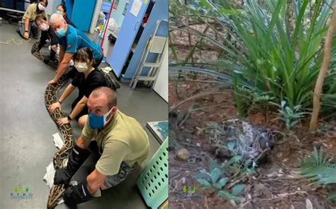 Image result for Gigantic Burmese Python