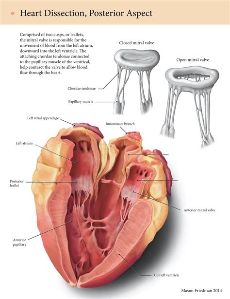 Image result for Human Heart Dissection