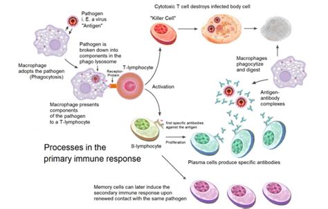 Image result for Humoral Immunity Complement System
