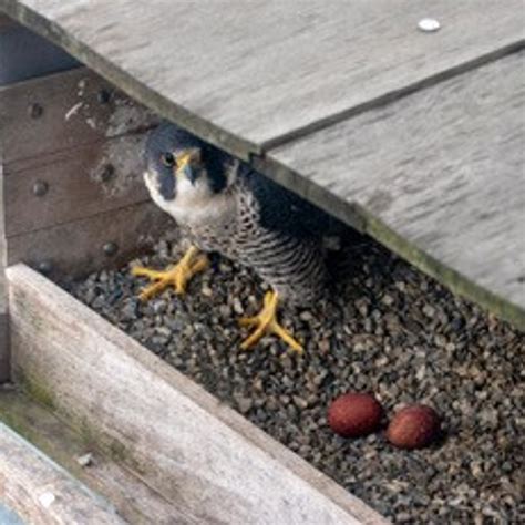 Image result for Falcon Box