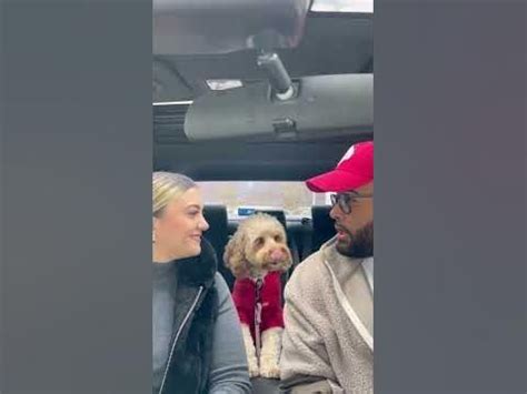 Image result for Cockapoo Shorts