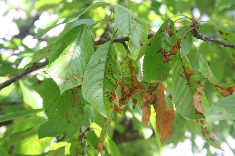 Image result for Cherry Tree Rust
