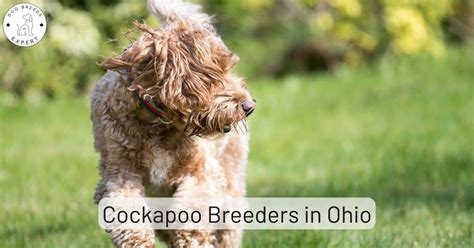 Image result for Cockapoo Breeders