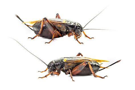 Image result for Chirping Insect