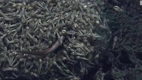 Image result for Alien Shrimp