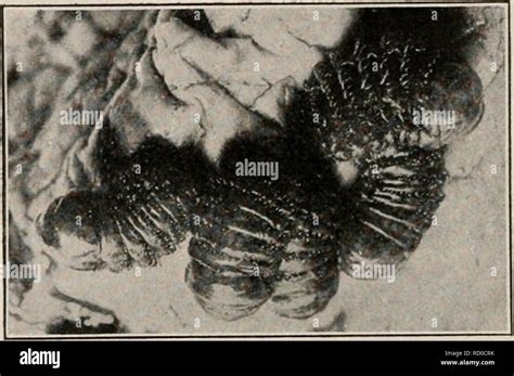 Image result for Bot Fly Larvae in Animals