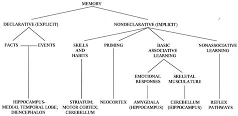 Image result for Brain Memory System