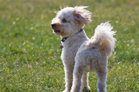 Image result for Cavapoo Yorkie