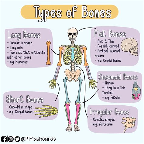 Image result for Two Types of Bone