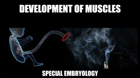 Image result for Patterning of Muscles