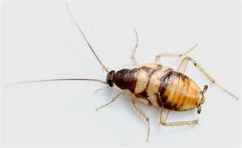 Brown-Banded Cockroach Facts, Description, and Pictures