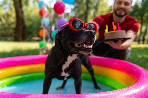 Image result for Pool Party for Dogs
