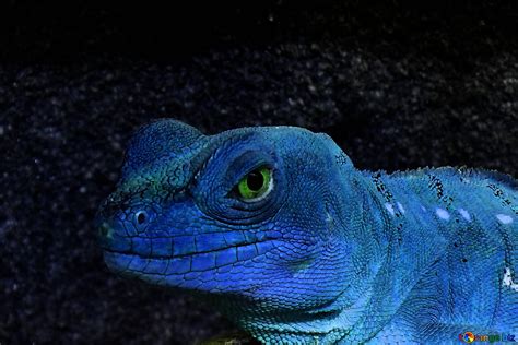 Blue Lizard Wallpapers - Top Free Blue Lizard Backgrounds - WallpaperAccess