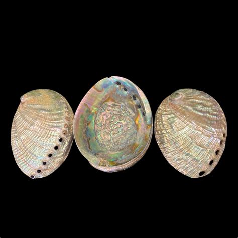 Image result for How to Polish Paua Shells