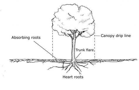 Image result for Tree Root Direction