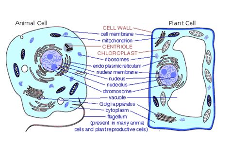 Image result for Cell Structure Revision Notes