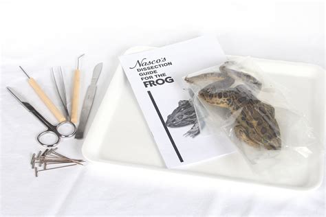 Image result for Dead Frog Dissection