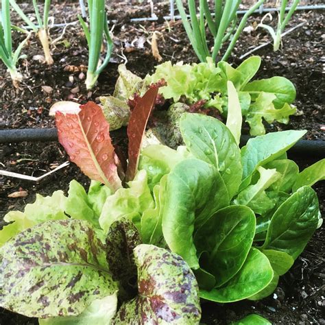 Image result for Planting in Humus