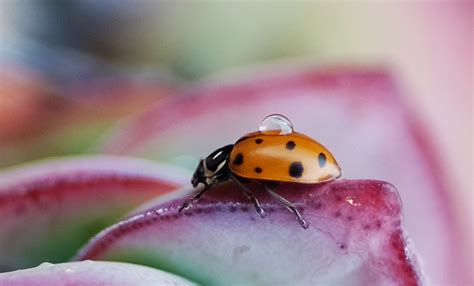 Image result for Lady Bug Bathing