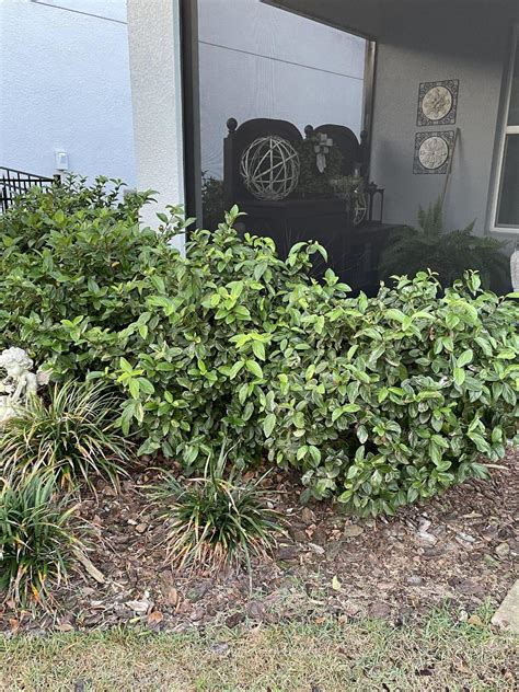 Image result for Spring Yard Clean Up Pruning