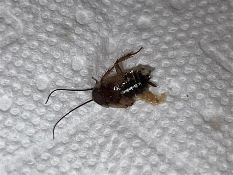 Image result for German Cockroach