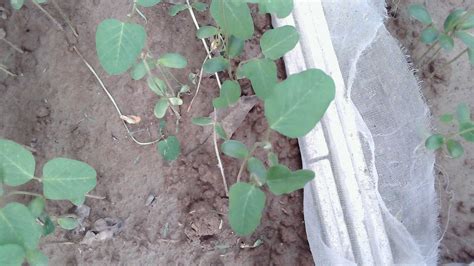 Image result for Weed Detection Using Python