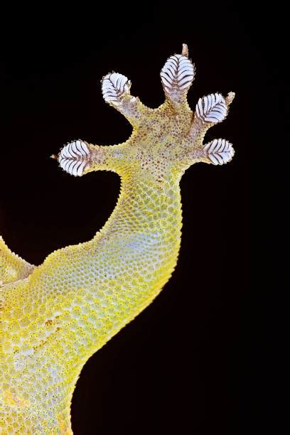 Image result for Lizard Feet