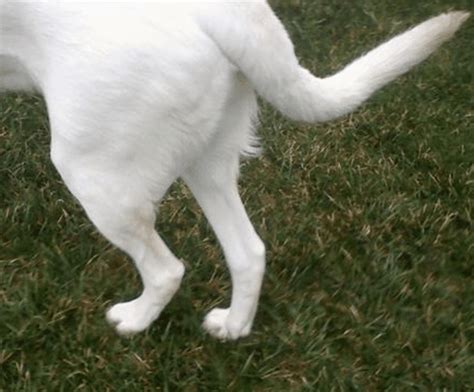 Image result for Dogs Back Legs Shake