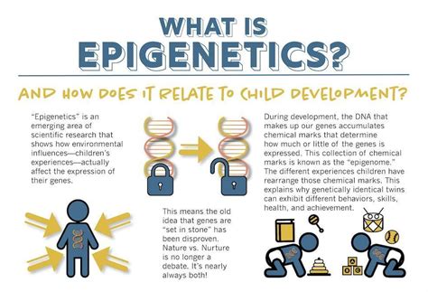 Image result for Epigenetics How Does Work