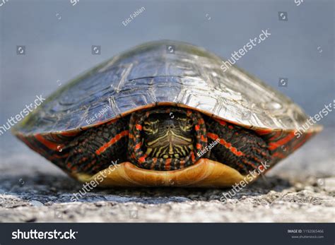 Image result for Turtle in Shell