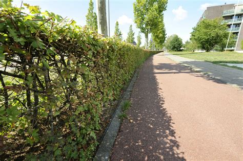 Image result for Tree Root Guide