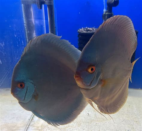 Image result for Discus Fish Breeding