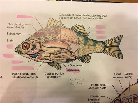 Image result for Perch Fish Dissection