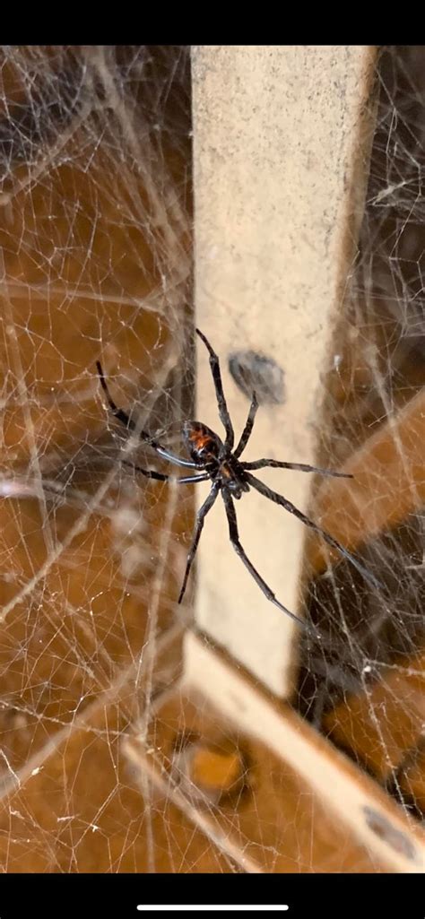 Image result for Identifying Spiders