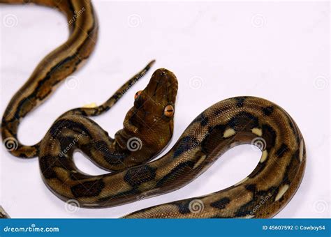 Image result for Motley Reticulated Python