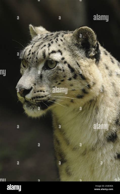 Image result for Snow Leopard Side View