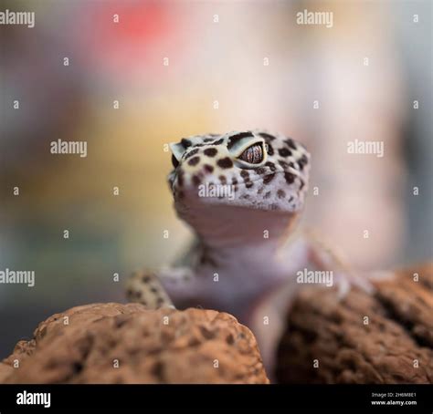 Image result for Leopard Gecko Lizard