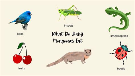 Image result for Do Mongooses Eat Python's