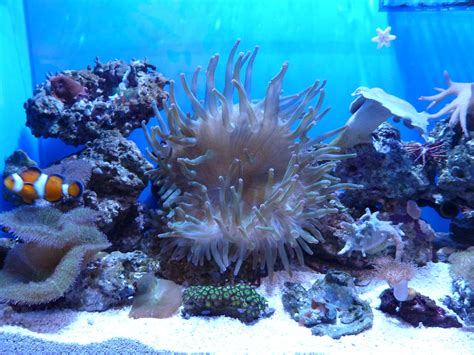 Clownfish - Finding Nemo - ZooChat