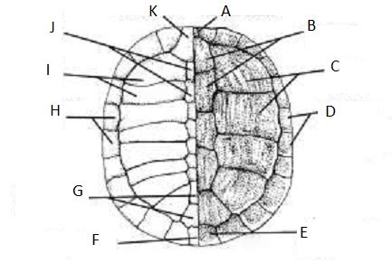 Turtle Shell Anatomy Flashcards | Quizlet