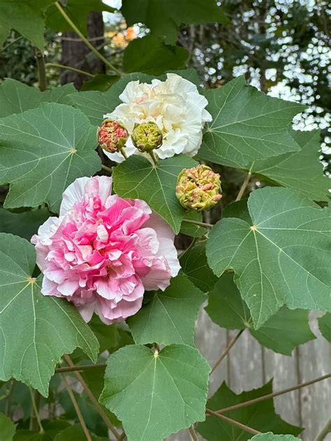 Image result for Color Changing Rose Bush