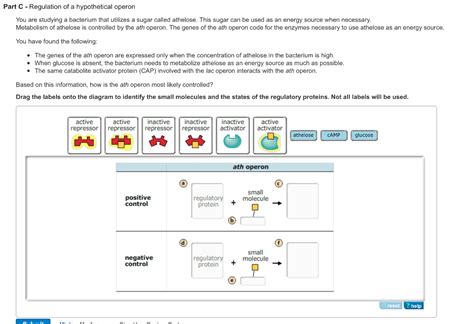 Image result for Gene Expression Promoter Operon