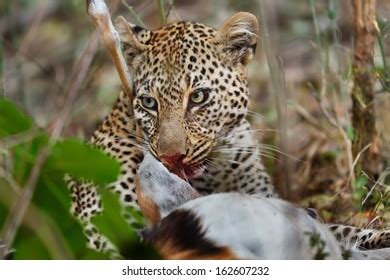Image result for Leopard Eating