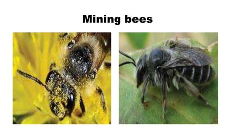 Image result for Types of Insect Pollinators