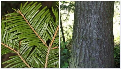 Image result for Fir Tree Identification