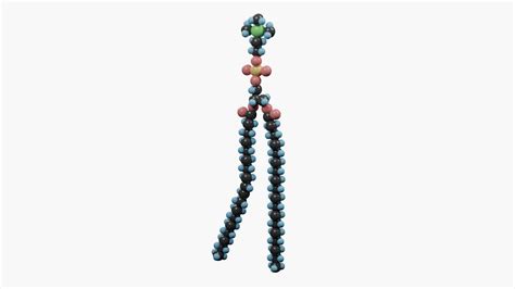 Image result for Phospholipid Structure Model