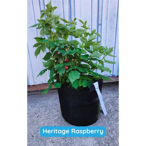 Image result for How to Plant Raspberry