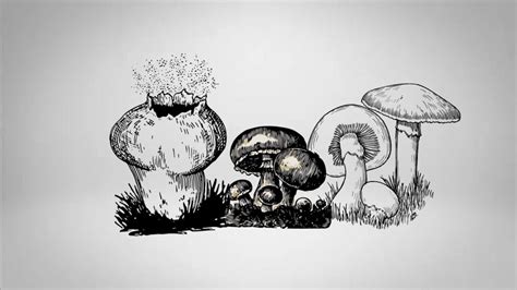 Image result for Fungus Reproduction