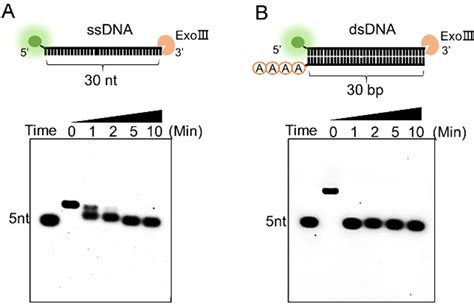 Image result for Exonuclease Function