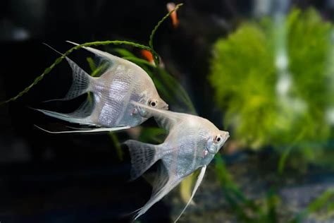 Image result for Angelfish Breeding